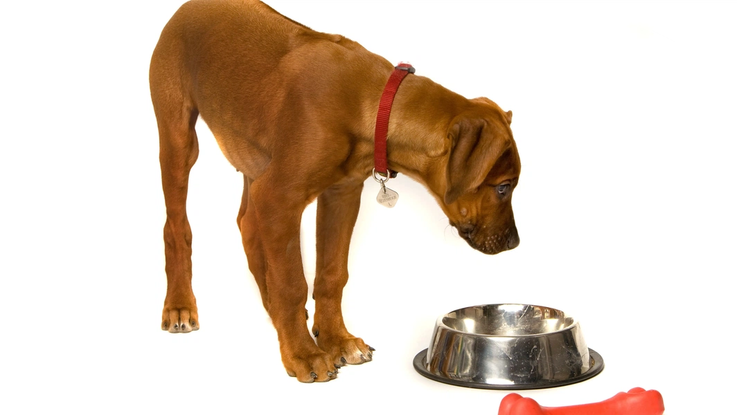 Recognizing subtle signs your dog is nearing the end