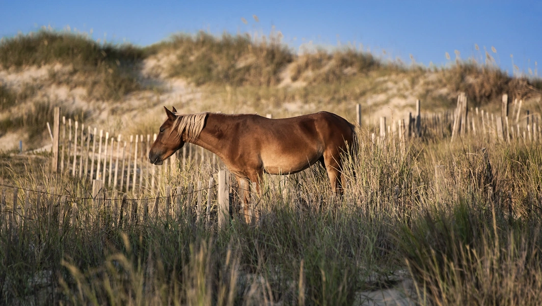 Exploring the Outer Banks: Horses, history, and flight