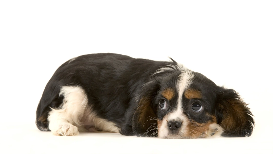 10 calm dog breeds for relaxed living
