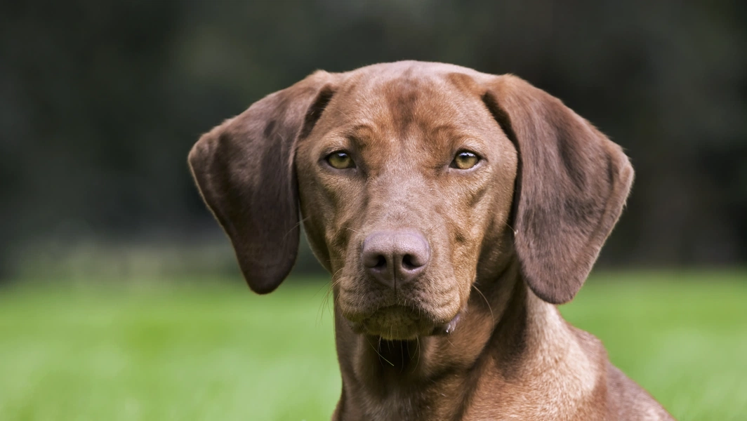 16 dog breeds for every lifestyle