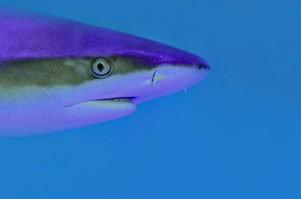 How a shark’s eye revealed the oldest vertebrate on Earth