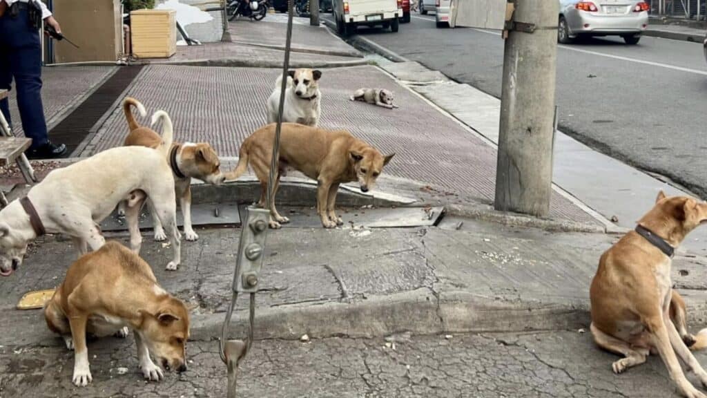 Pet haven, memorial park, animal welfare desks proposed in Cebu City
