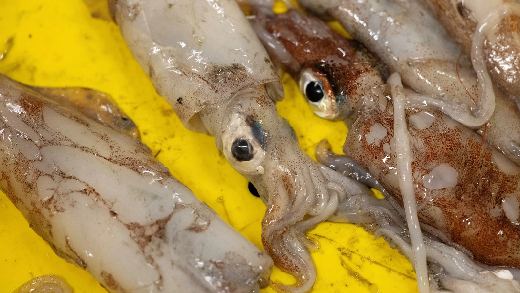 Parasites in raw fish and sushi safety