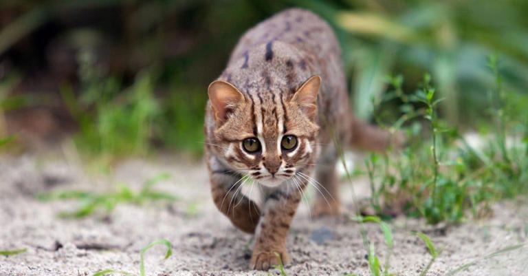 The smallest wild cats on Earth