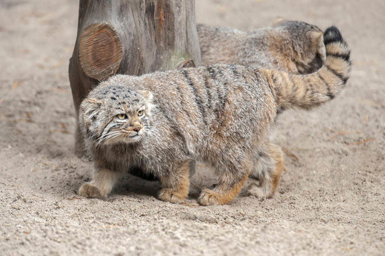 The smallest wild cats on Earth
