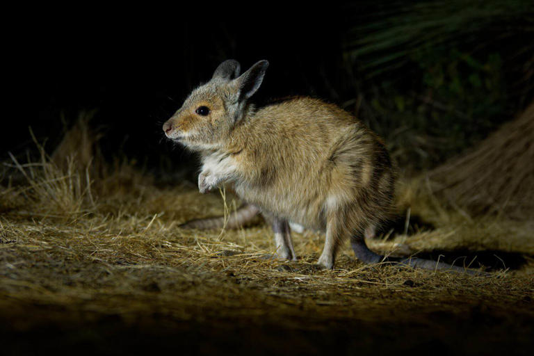 How a colonial ban on Aboriginal fire erased a marsupial acrobat