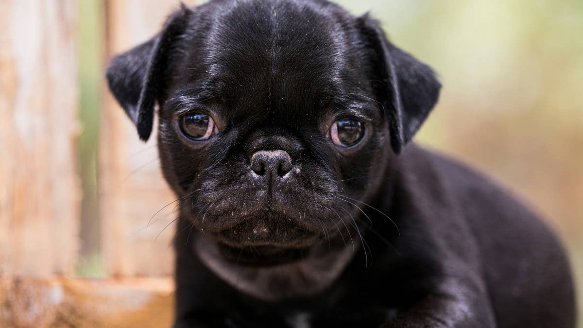 This adorable pug puppy had the entire vet office waiting for a turn to ...