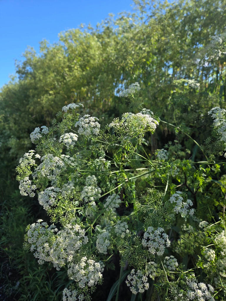 Remove poison hemlock to prevent further infestation