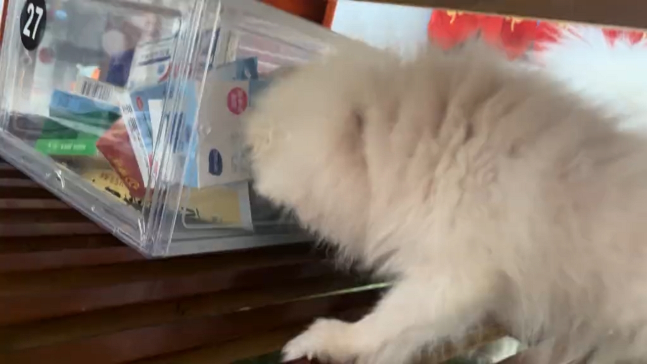 Puppies team up to snag toy under table
