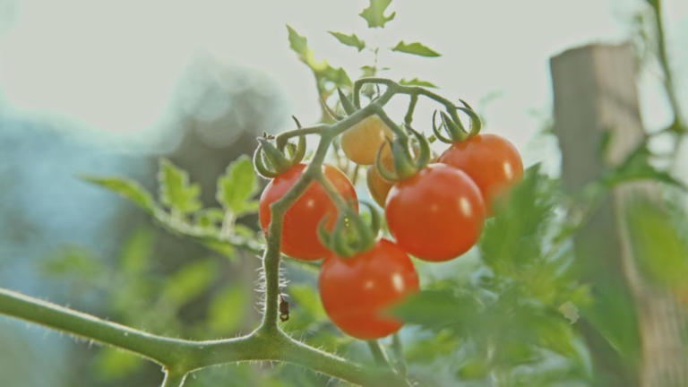 Plant daddy: Best tomato varieties, deheading iris flowers & more