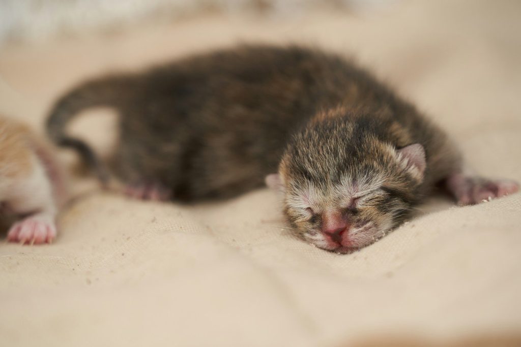 How a tiny bottle baby survived against all odds