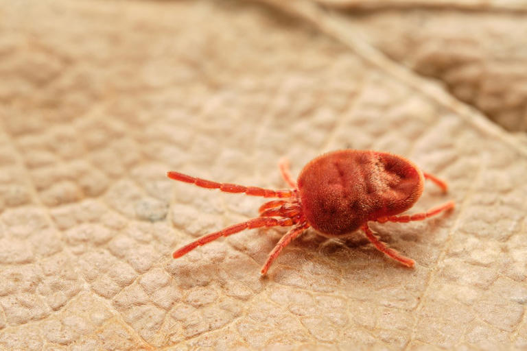 The truth about how chiggers bite your skin will actually horrify you