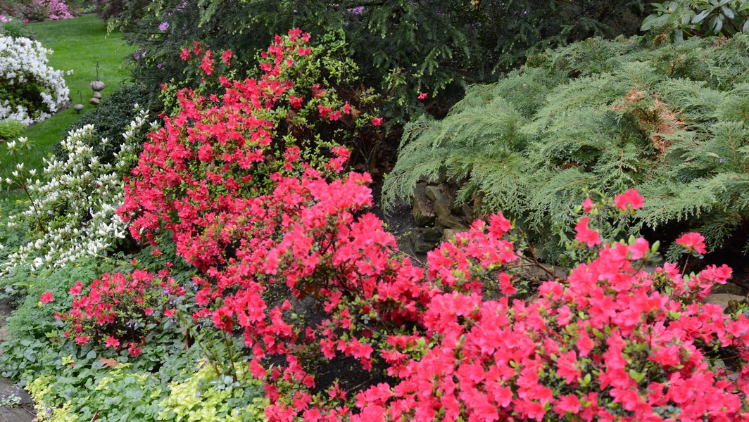 14 flowering shrubs that brighten shady gardens