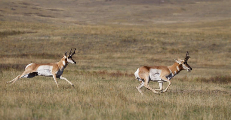 A 25-year battle to protect Wyoming’s pronghorn path nears its end