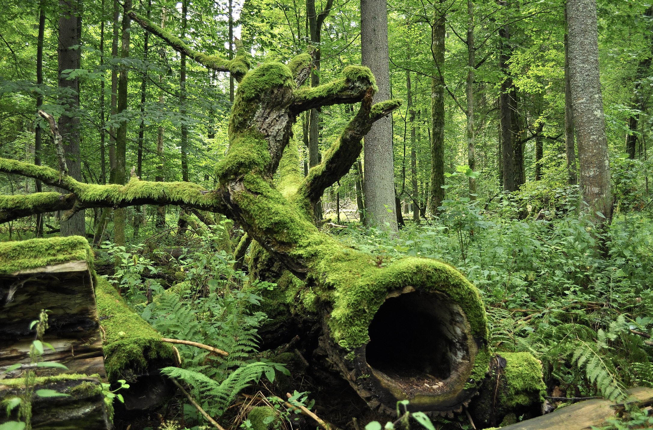 15 photos inside the world’s old-growth forests
