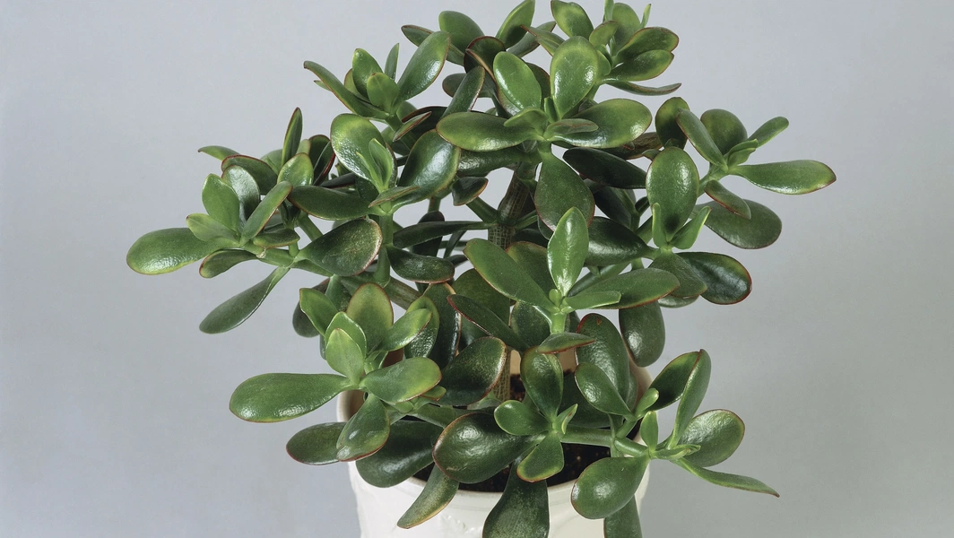 4 unique jade plant varieties