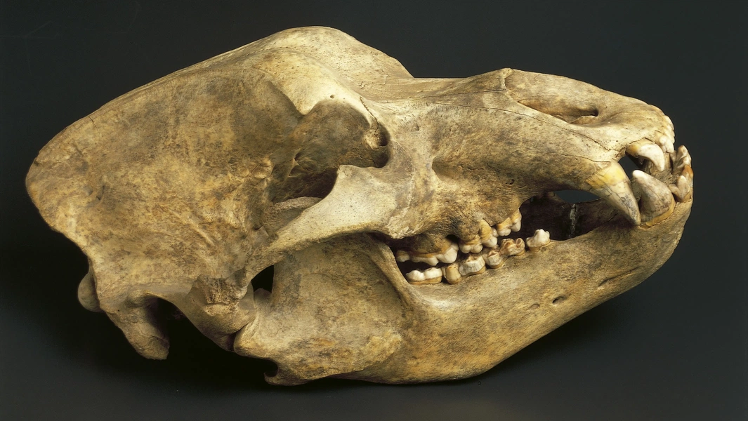 Missouri's ancient Ozarks underground museum