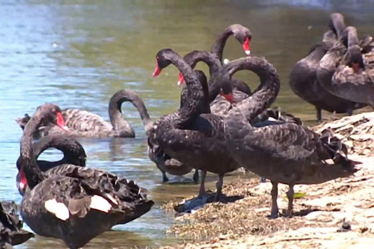 Aussie animals at risk from global threat experts warn after bird flu ...