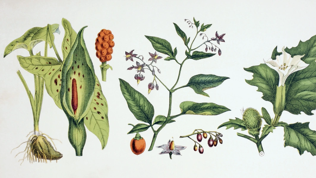 9 poisonous plants often confused with safe species