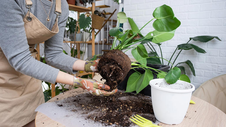 5 signs your plant needs a bigger pot right now