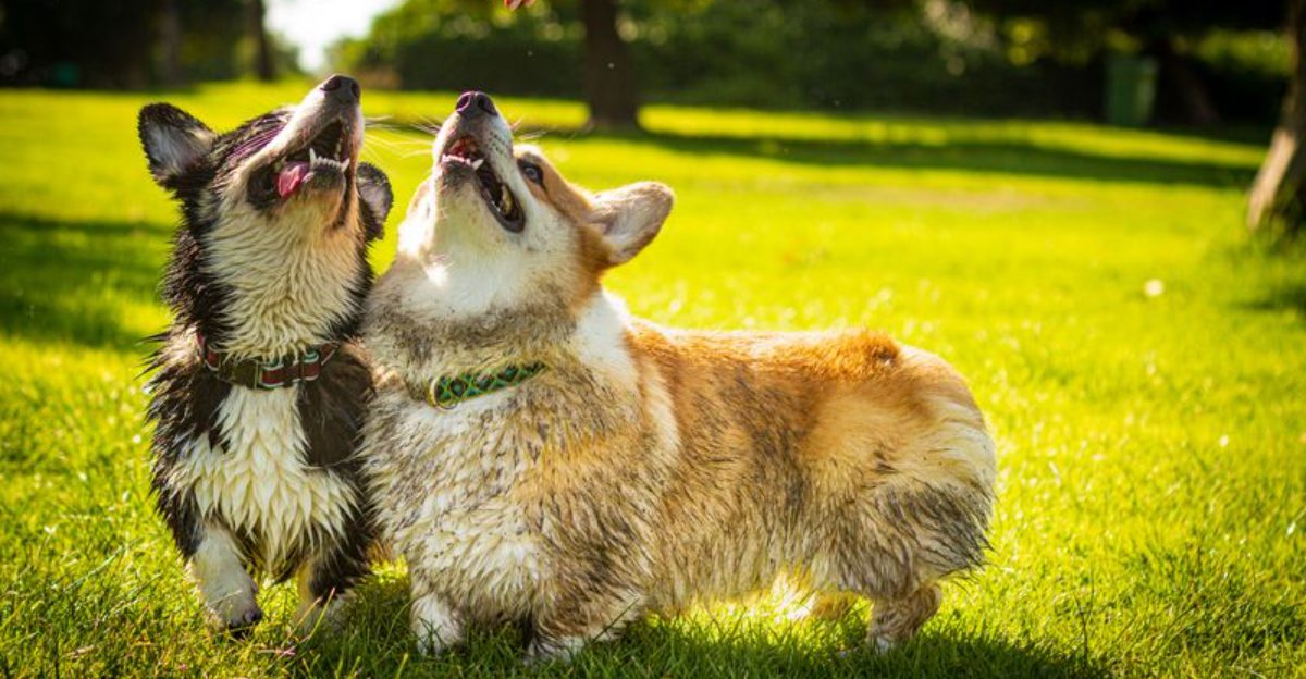 13 unforgettable dog breeds that refuse to fit the usual stereotypes