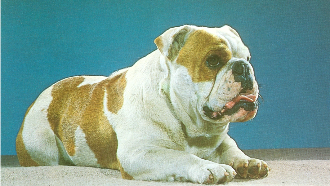 10 calm dog breeds for relaxed living