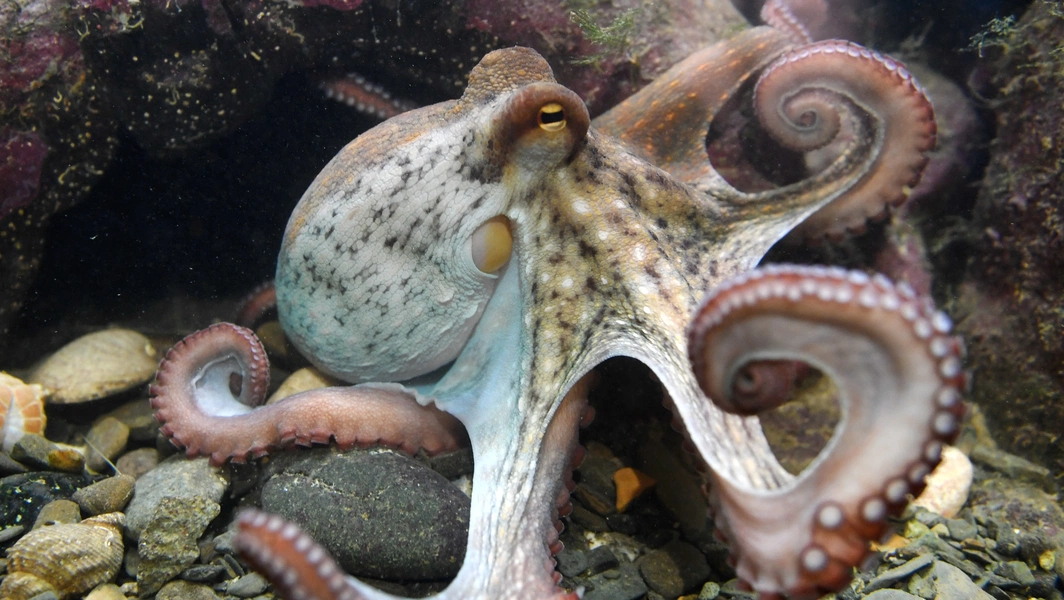 Octopus-inspired robotics advance with autonomous sensing arms