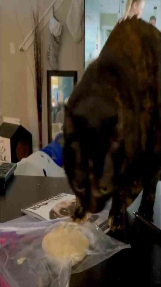 The moment truffles claimed my biscuit