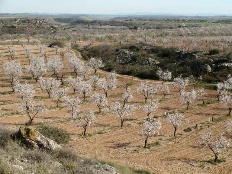 Ayudas de 10 millones para la almendra por heladas: las claves del ...