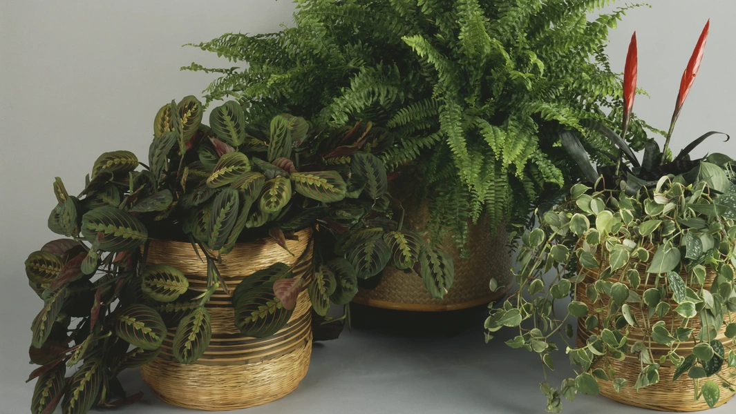 9 pet-safe houseplants for indoor spaces