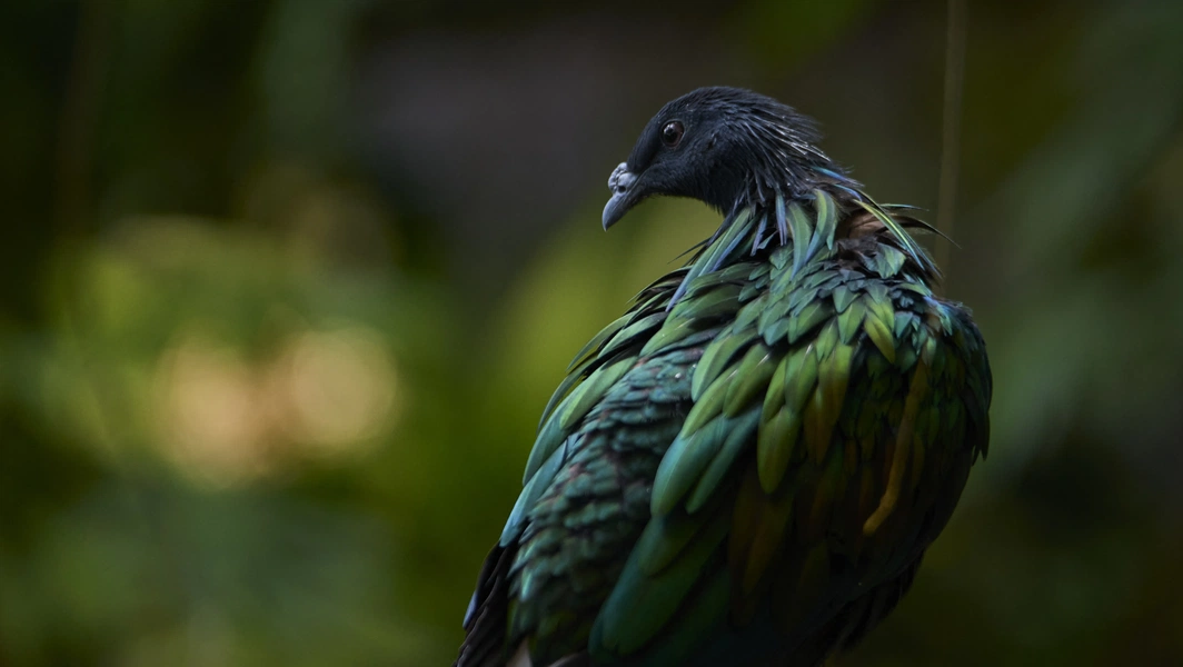 The rise and fall of the dodo