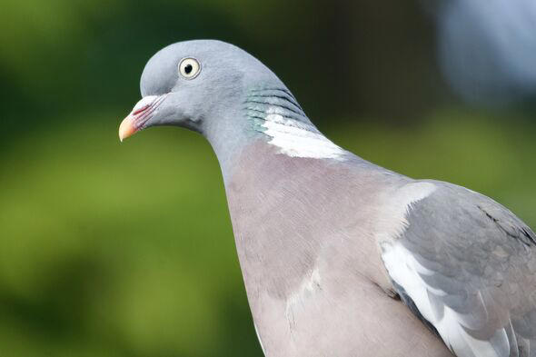 Pigeons will fly away and leave bird feeders alone if you put 1 item in ...