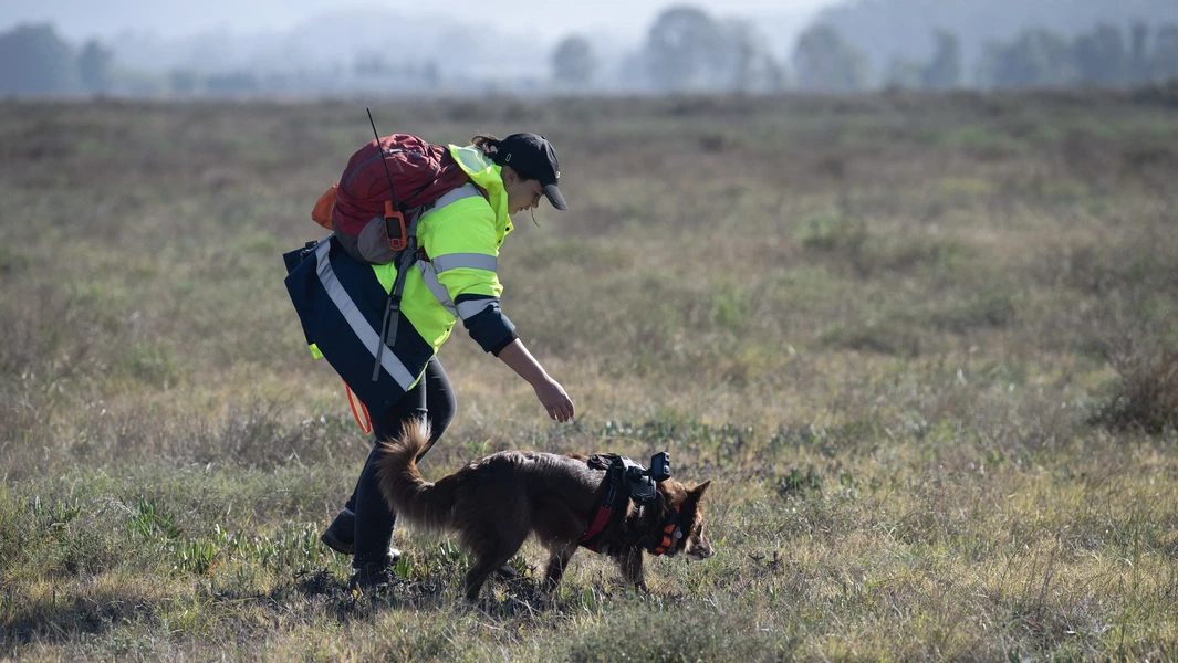 21 remarkable working dog breeds and their roles
