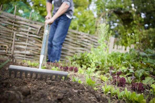 UK gardeners planting beetroot urged to avoid 1 spot in garden