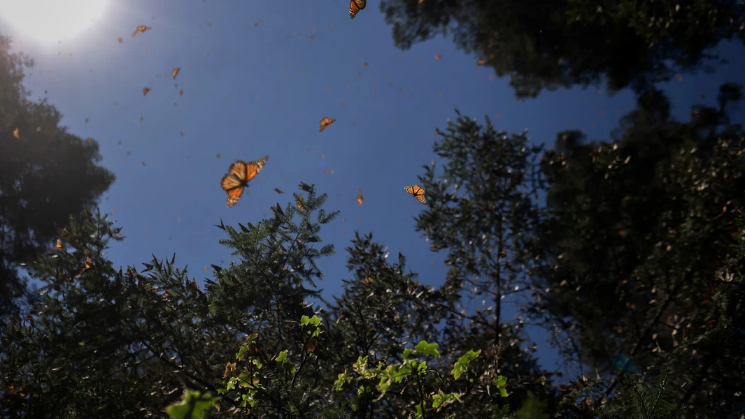 Monarch butterflies’ epic migration and challenges