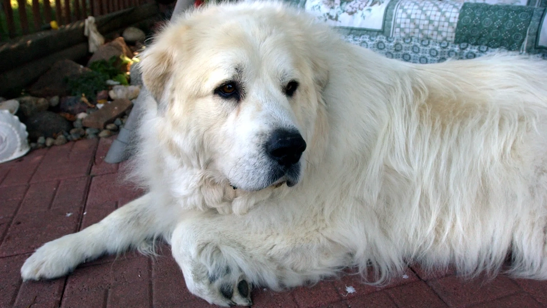 6 powerful dog breeds for livestock protection