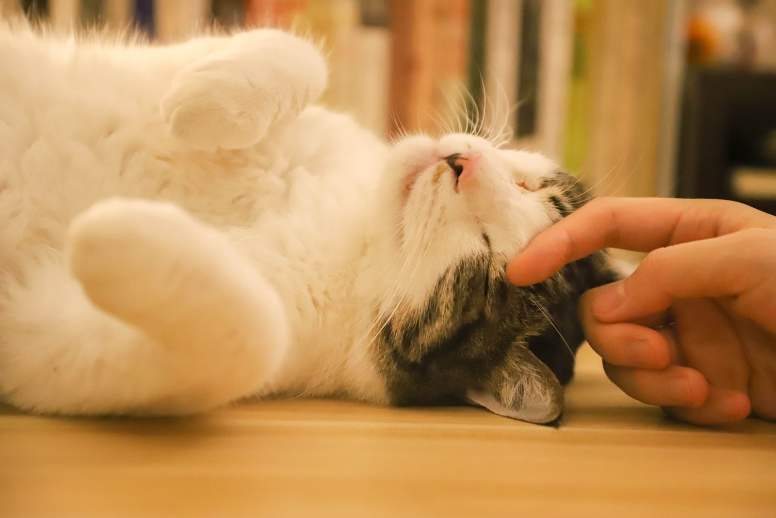 The simple phrase that instantly calms your stressed cat