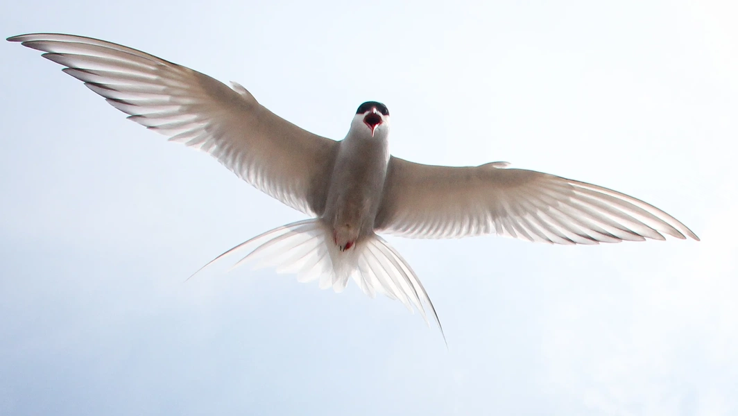 Arctic terns’ record migration underscores bird conservation risks