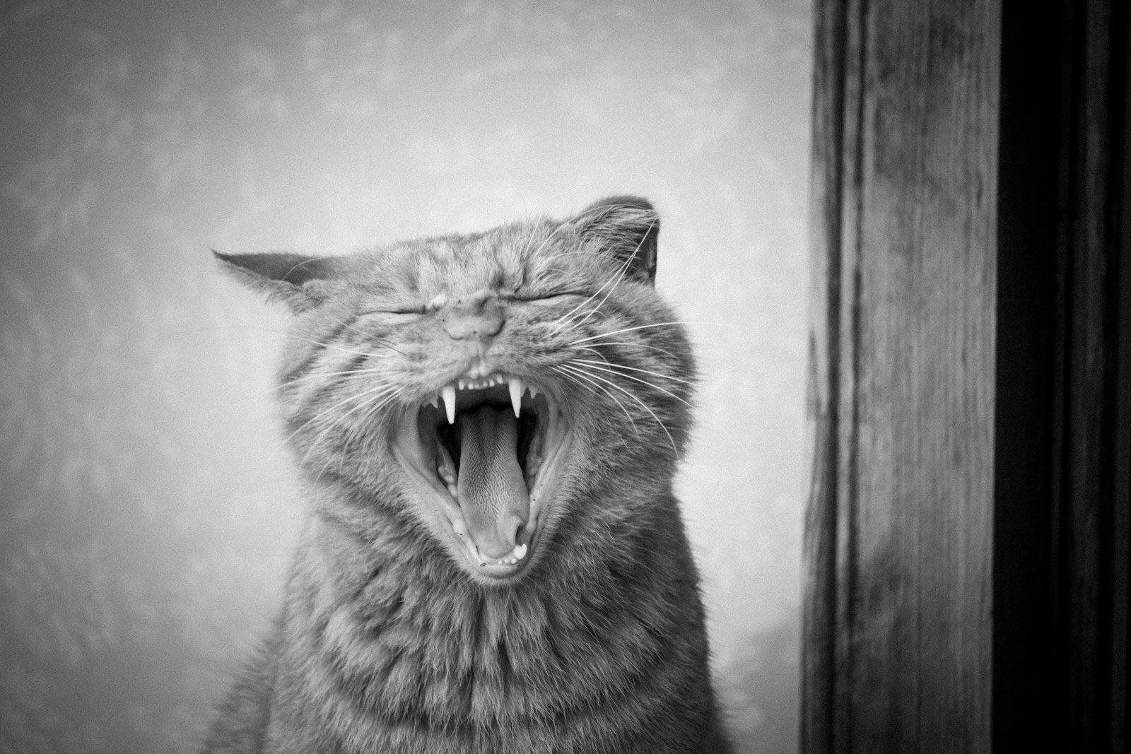 Why does your cat scream when you shut the bathroom door?
