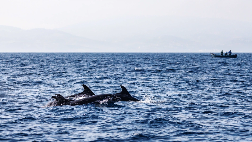 Exploring dolphin intelligence and social complexity