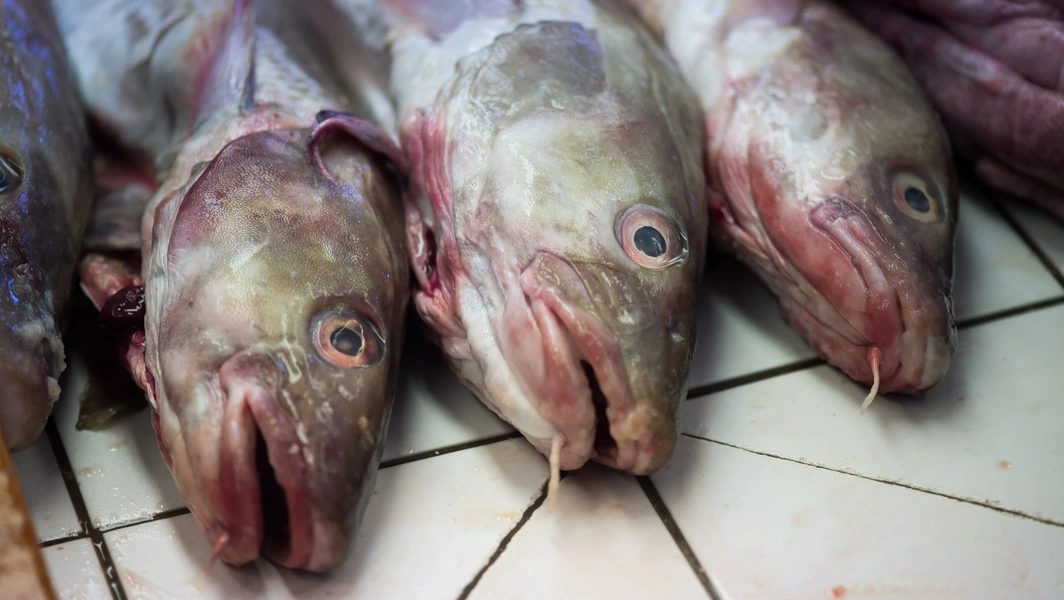 Parasites in raw fish and sushi safety