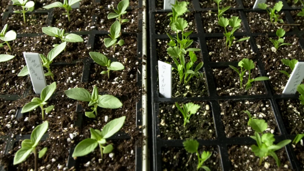 4 best and worst companion plants for basil