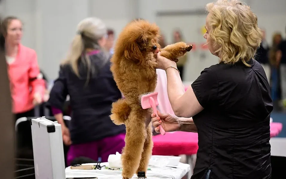 Why poodles are more than pretty curls