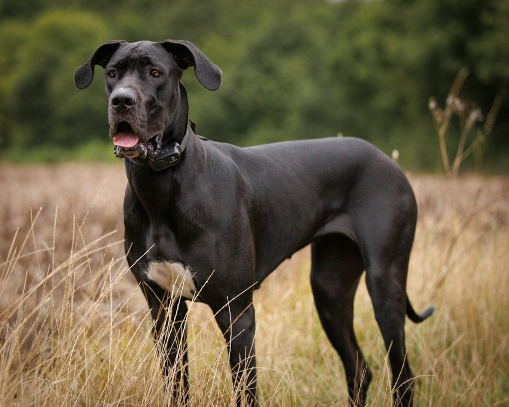 Dog breeds with some of the shortest average lifespans