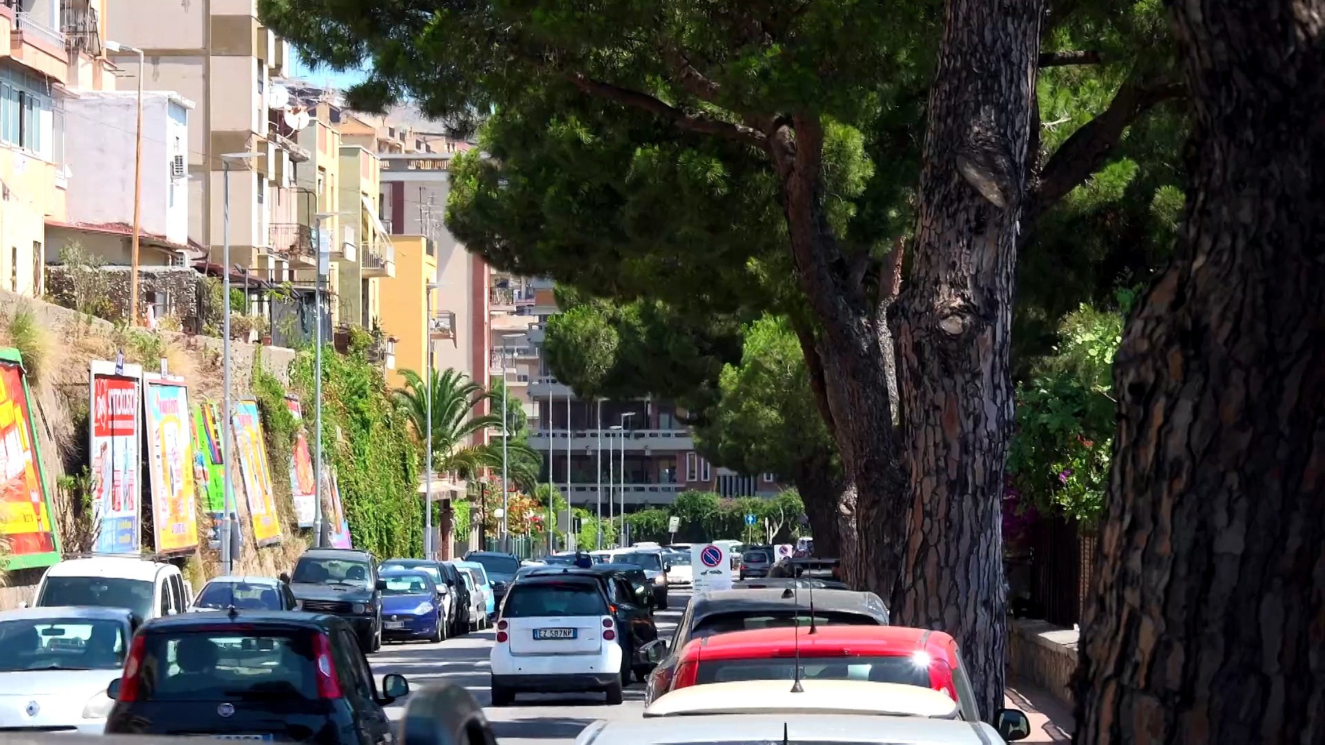 Messina, futuro incerto per i 495 pini della circonvallazione ...