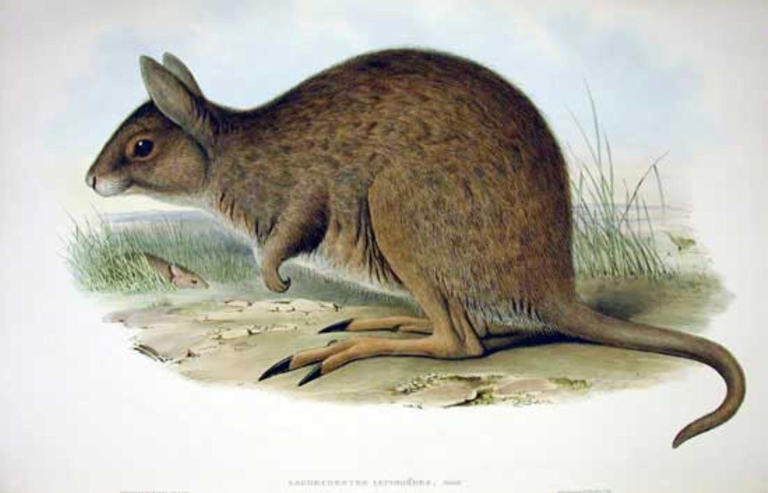 How a colonial ban on Aboriginal fire erased a marsupial acrobat