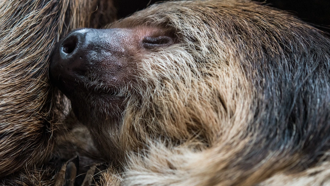 14 animals with unusual sleep habits