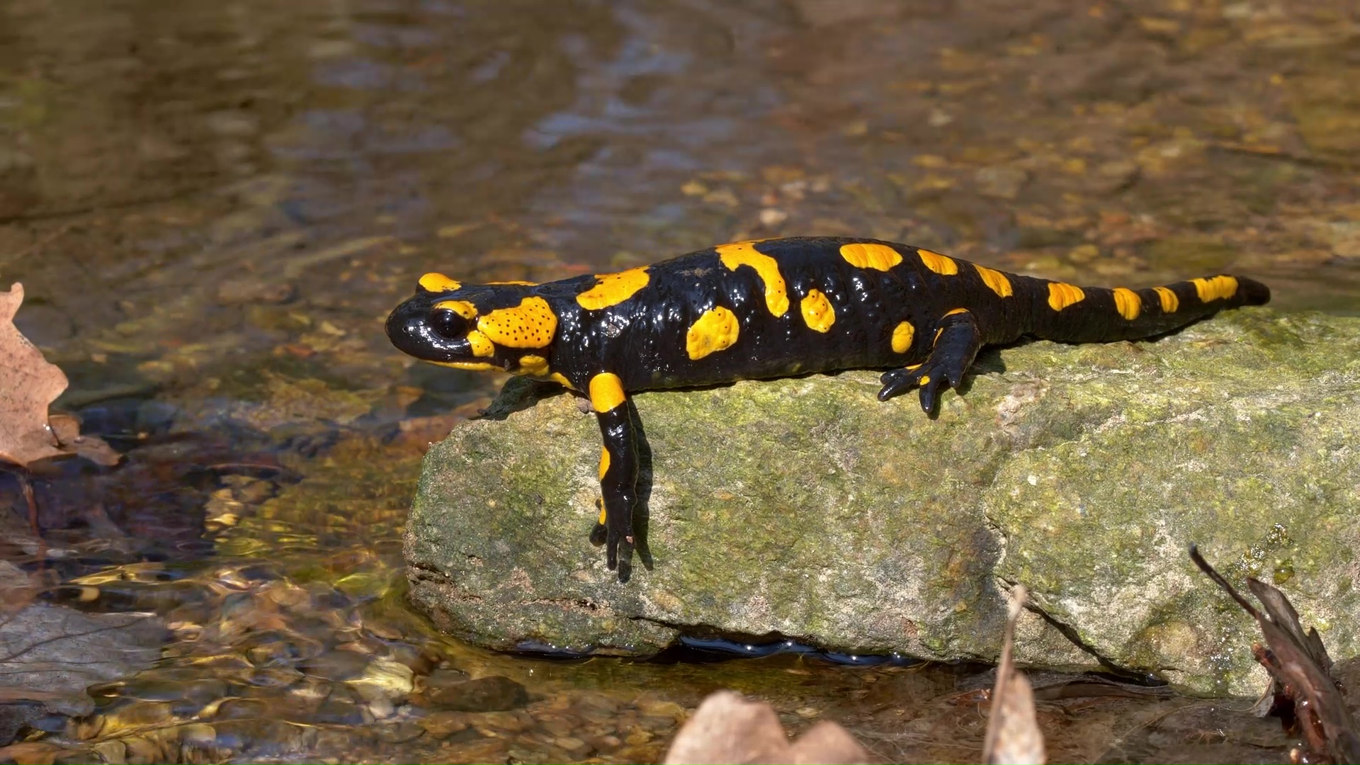 I saw a salamander displaying its warning colors