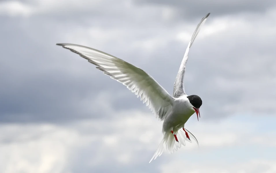 Arctic terns’ record migration underscores bird conservation risks