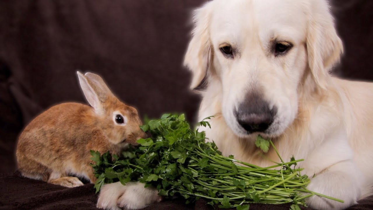 Dog and rabbit eat greens like best friends